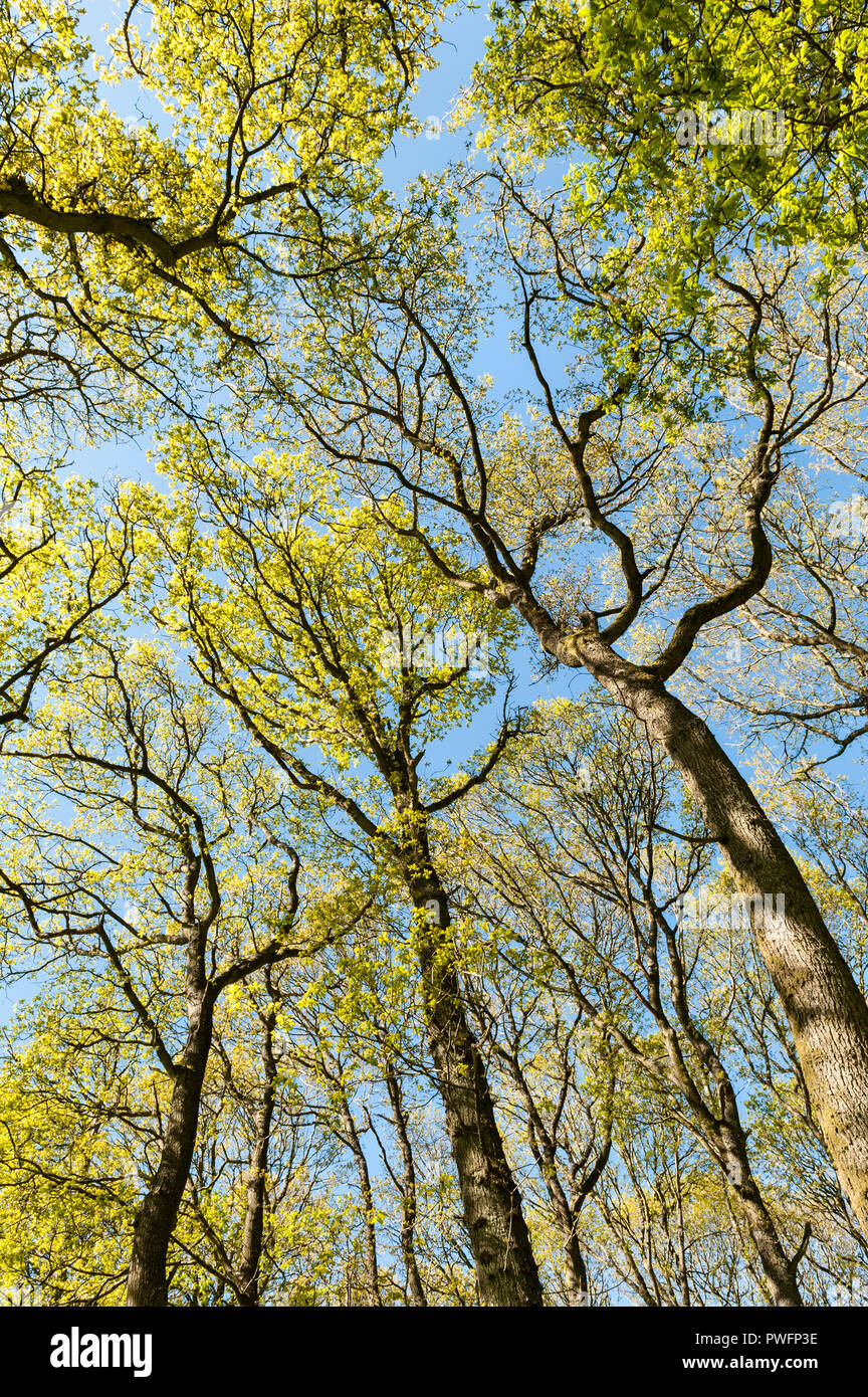 English oak trees early spring hi-res stock photography and images - Alamy