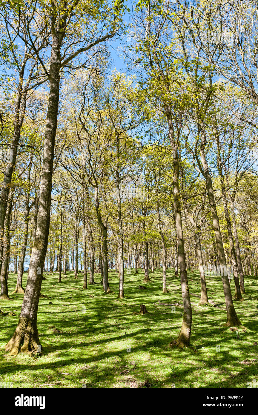 English Oak Woodland High Resolution Stock Photography and Images - Alamy