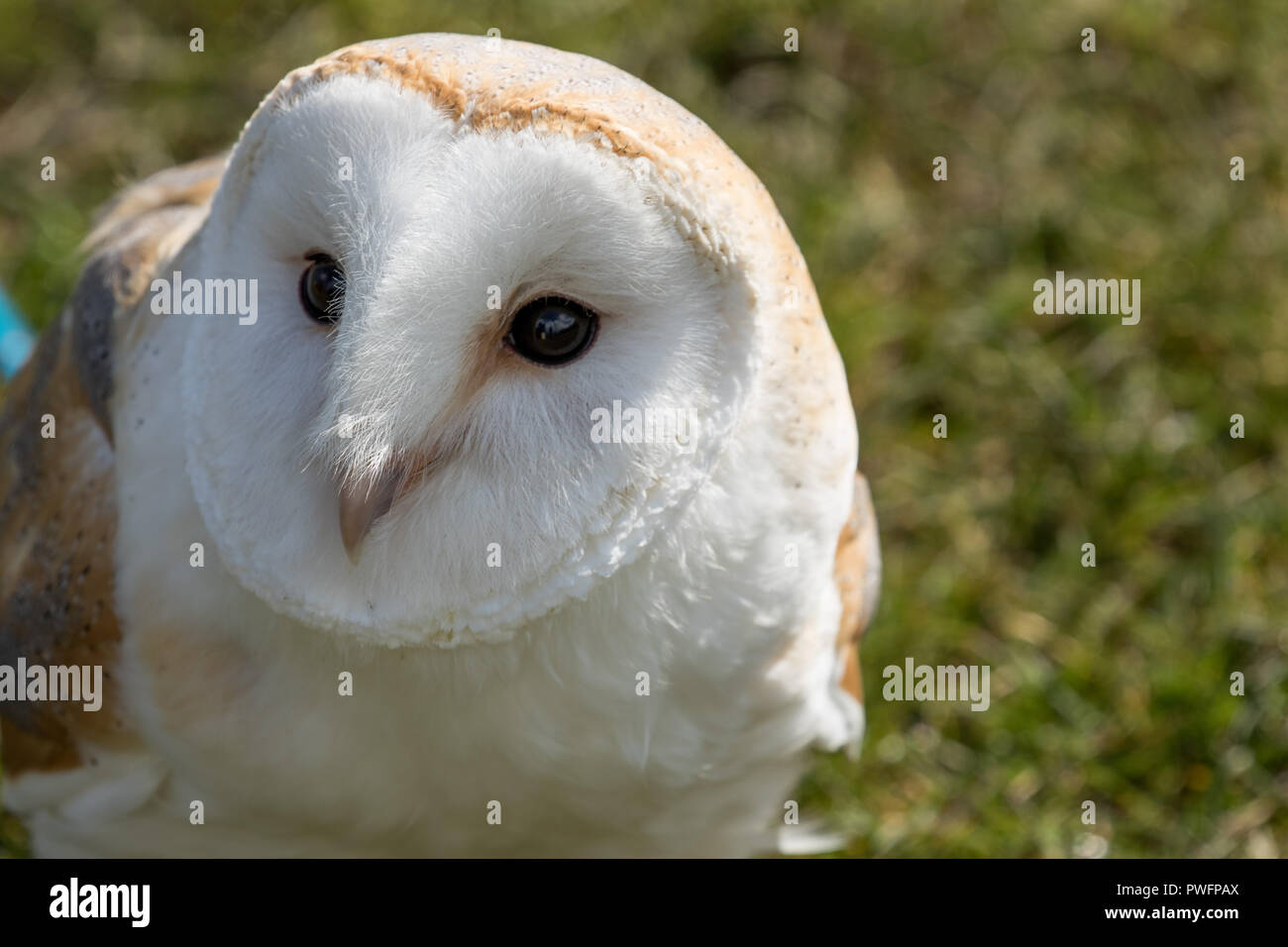 Beautiful white and light brown Barn Owl portrait Stock Photo - Alamy