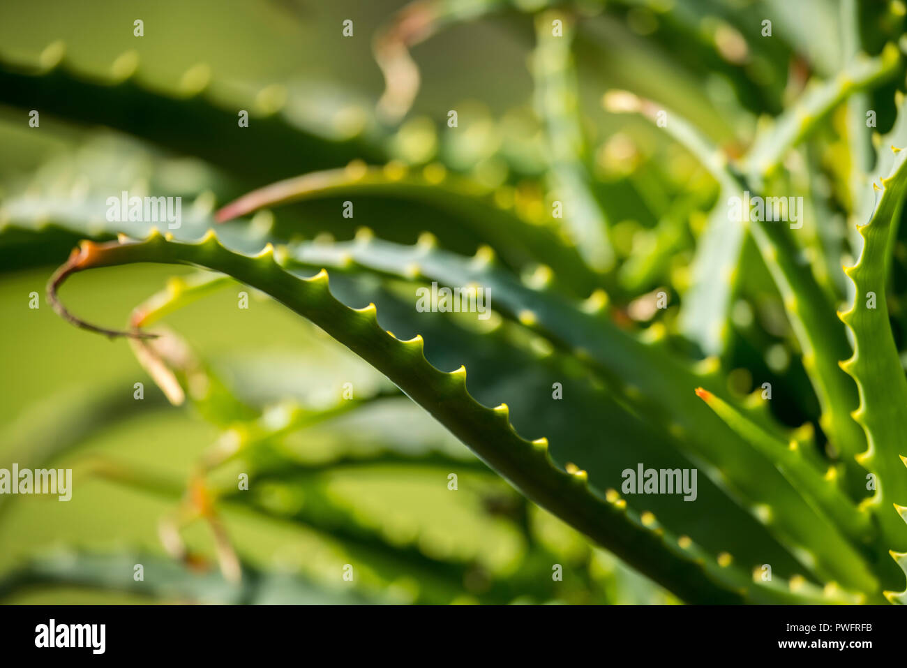 Aloe vera plant flower hi-res stock photography and images - Alamy