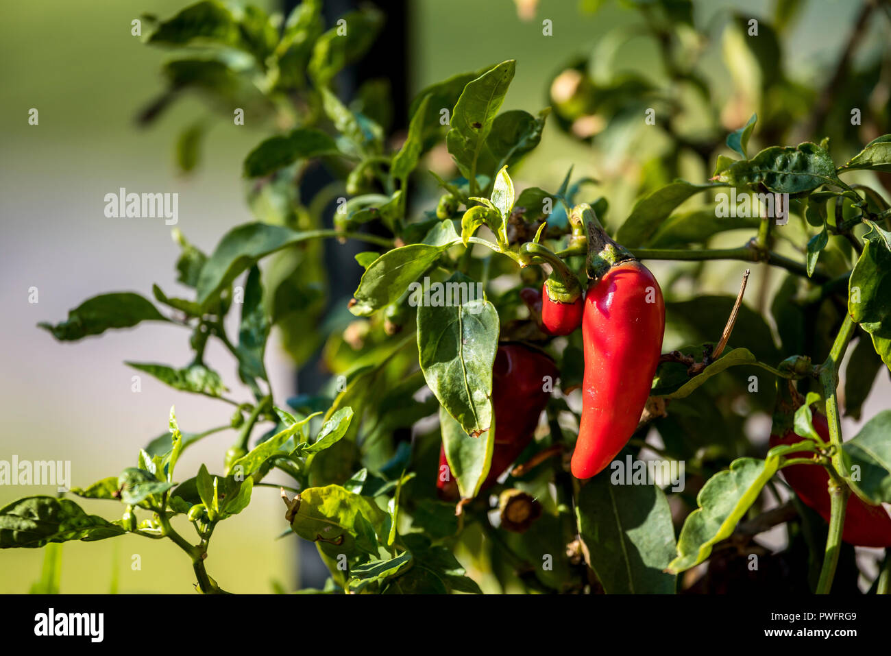 Red Pepper plant in the garden Stock Photo - Alamy