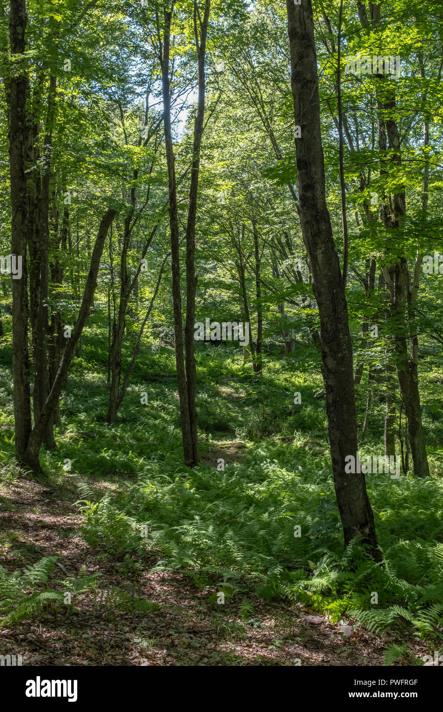 trail through forest Stock Photo - Alamy