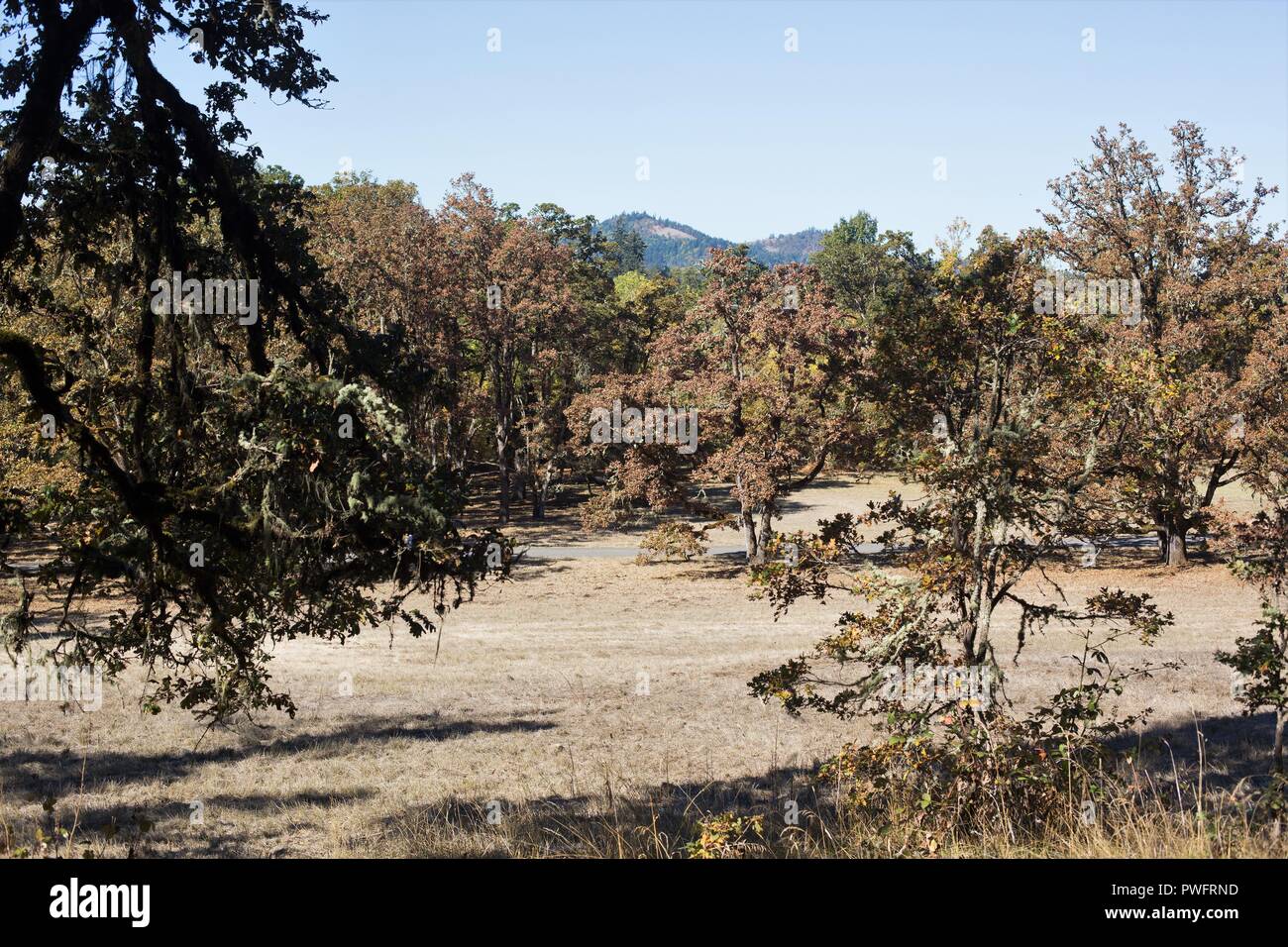 Oak savanna hi-res stock photography and images - Alamy