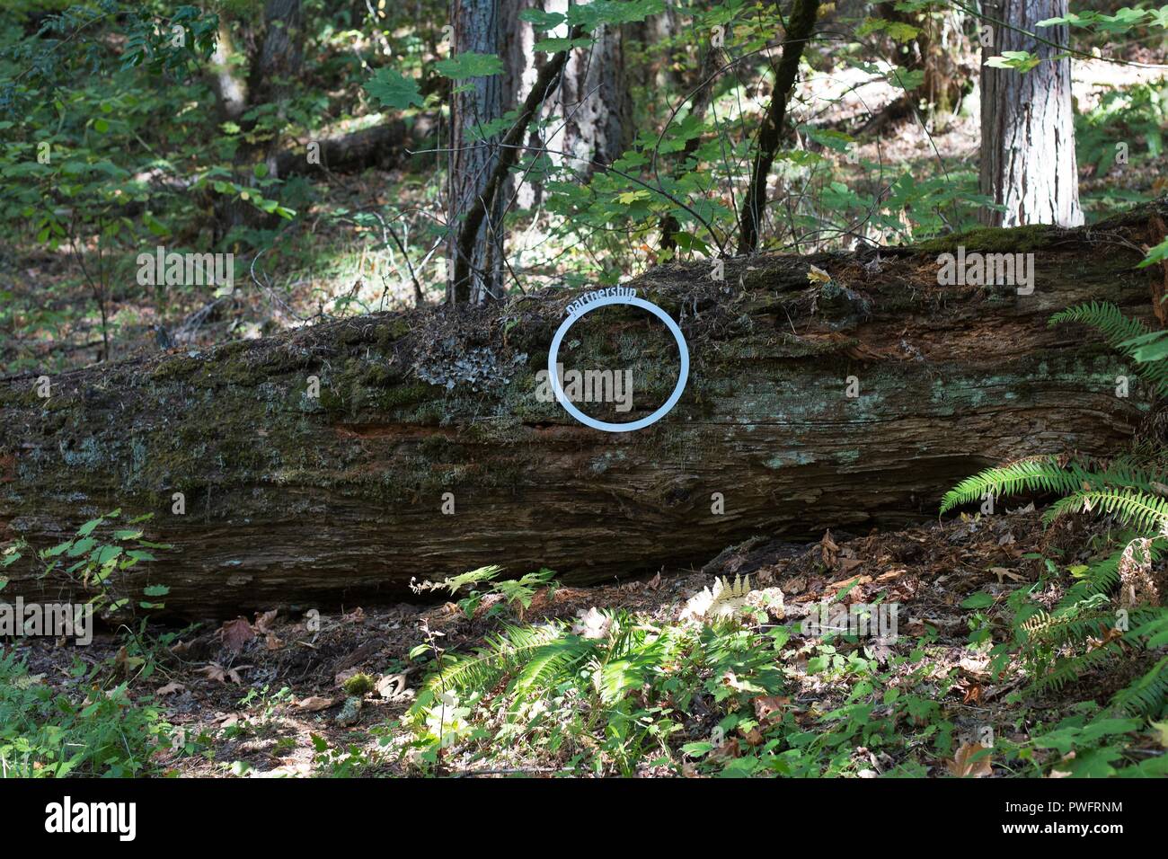 A sign on a tree reading "partnership" at Mount Pisgah Arboretum in ...