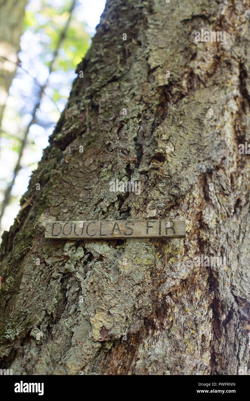 An identifying sign on a douglas fir tree at Mount Pisgah Arboretum in ...