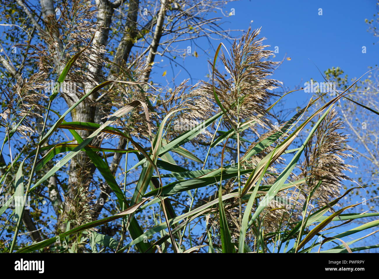 Switchgrass hi-res stock photography and images - Alamy