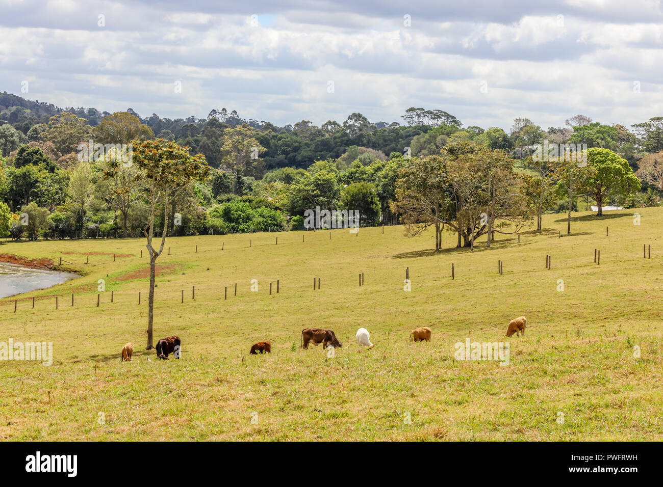 Australian Dairy Farming High Resolution Stock Photography and Images ...