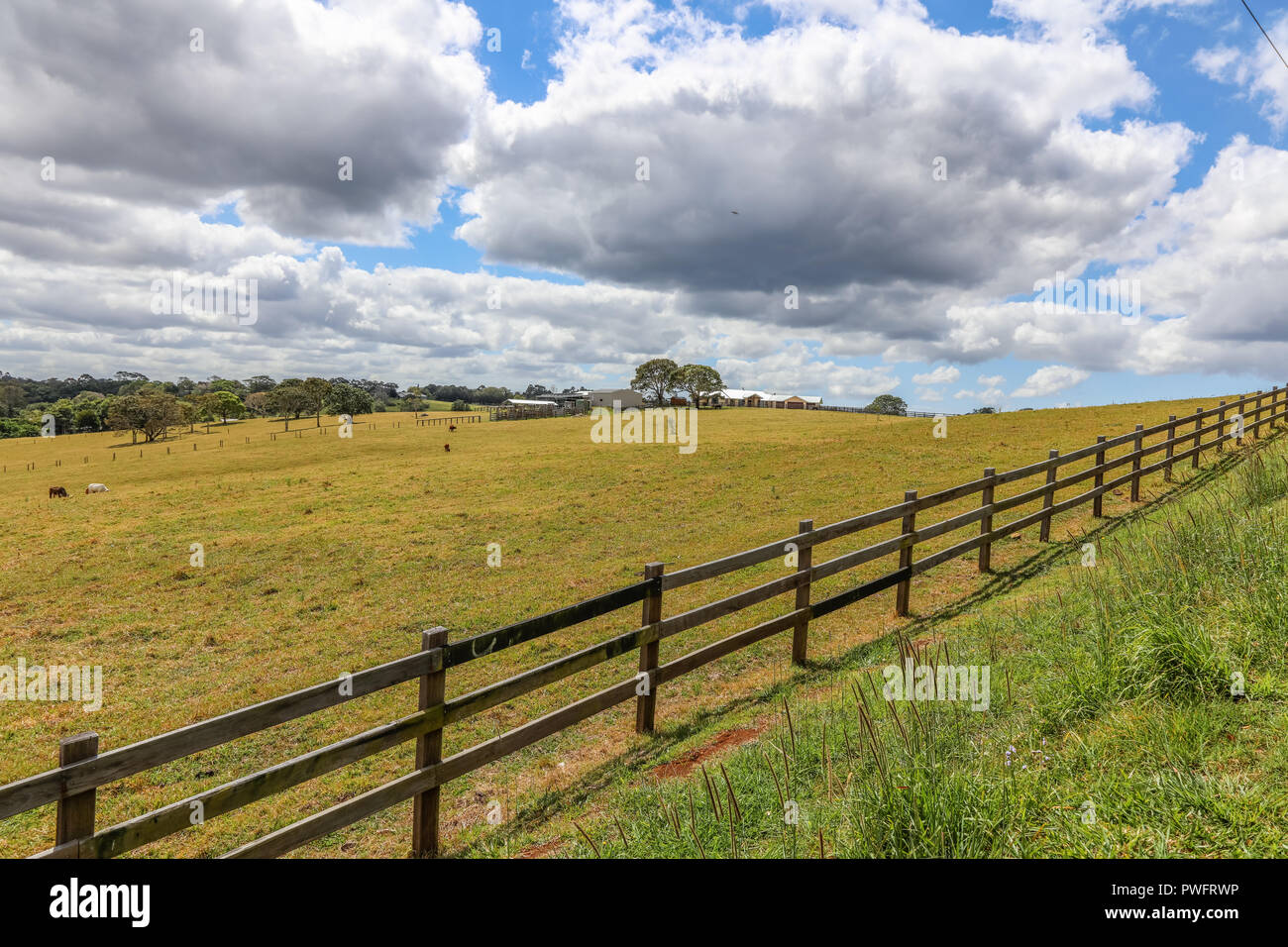 Australian countryside. Сattle in paddock, Sunshine coast, Queensland ...