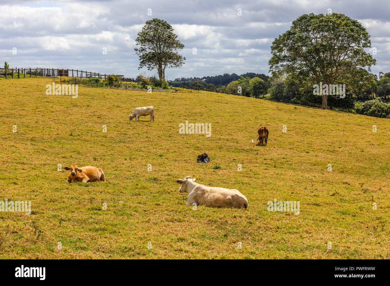 Australian countryside. Сattle in paddock, Sunshine coast, Queensland ...
