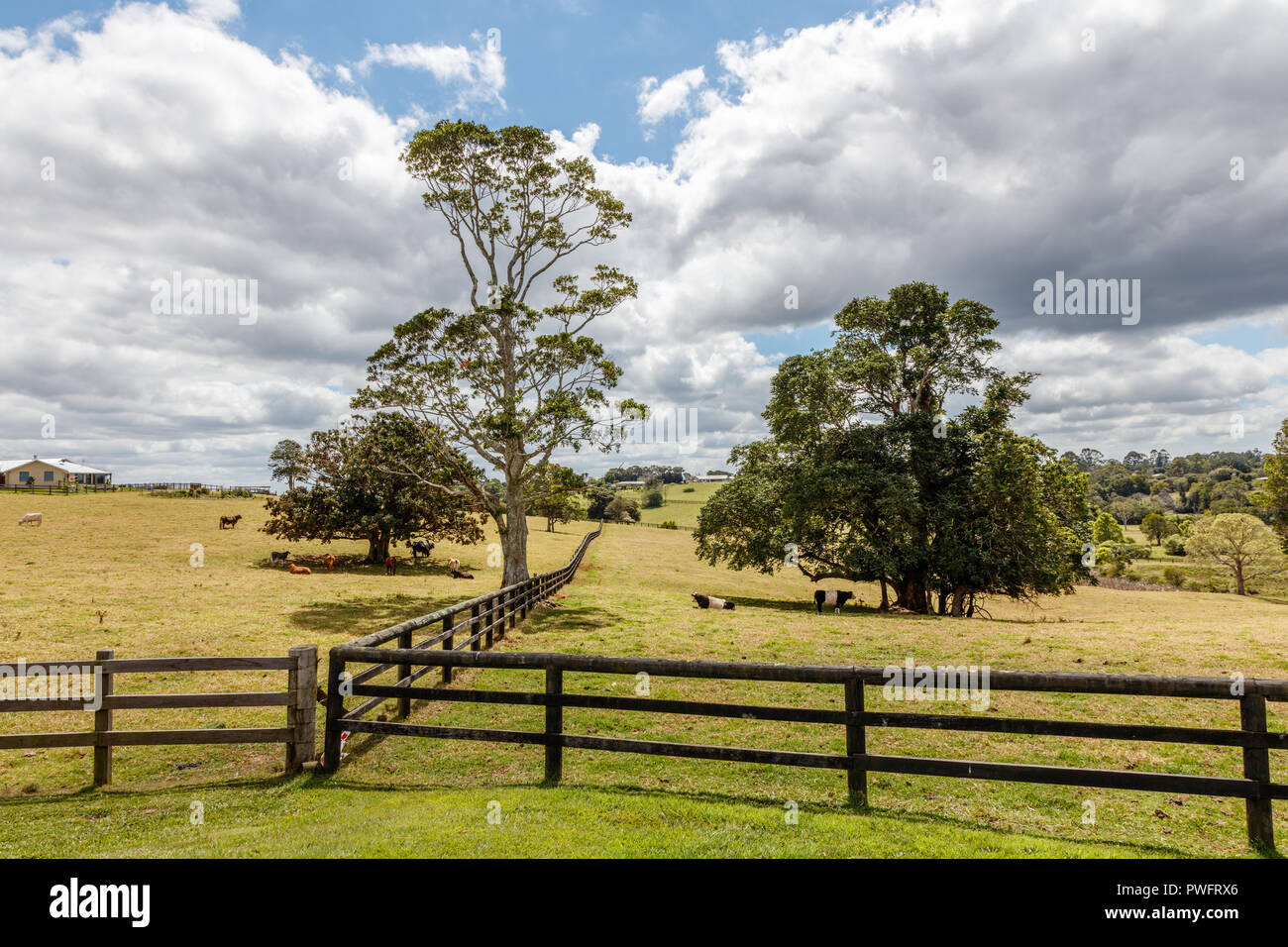 Australian countryside. Сattle in paddock, Sunshine coast, Queensland ...