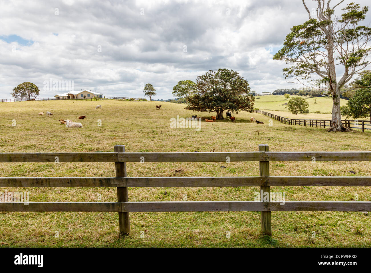 Australian countryside. Сattle in paddock, Sunshine coast, Queensland ...