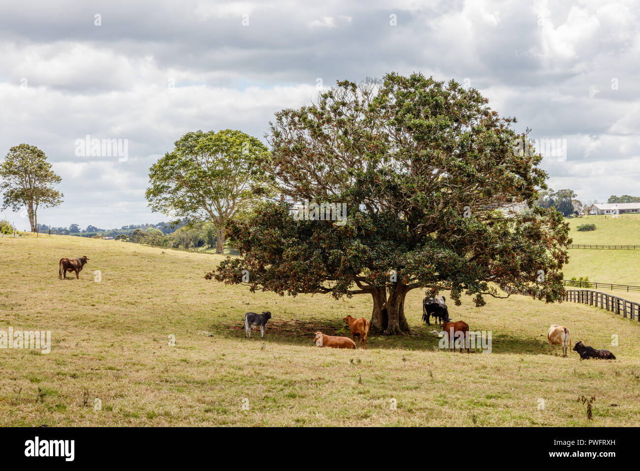 Australian countryside. Сattle in paddock, Sunshine coast, Queensland ...