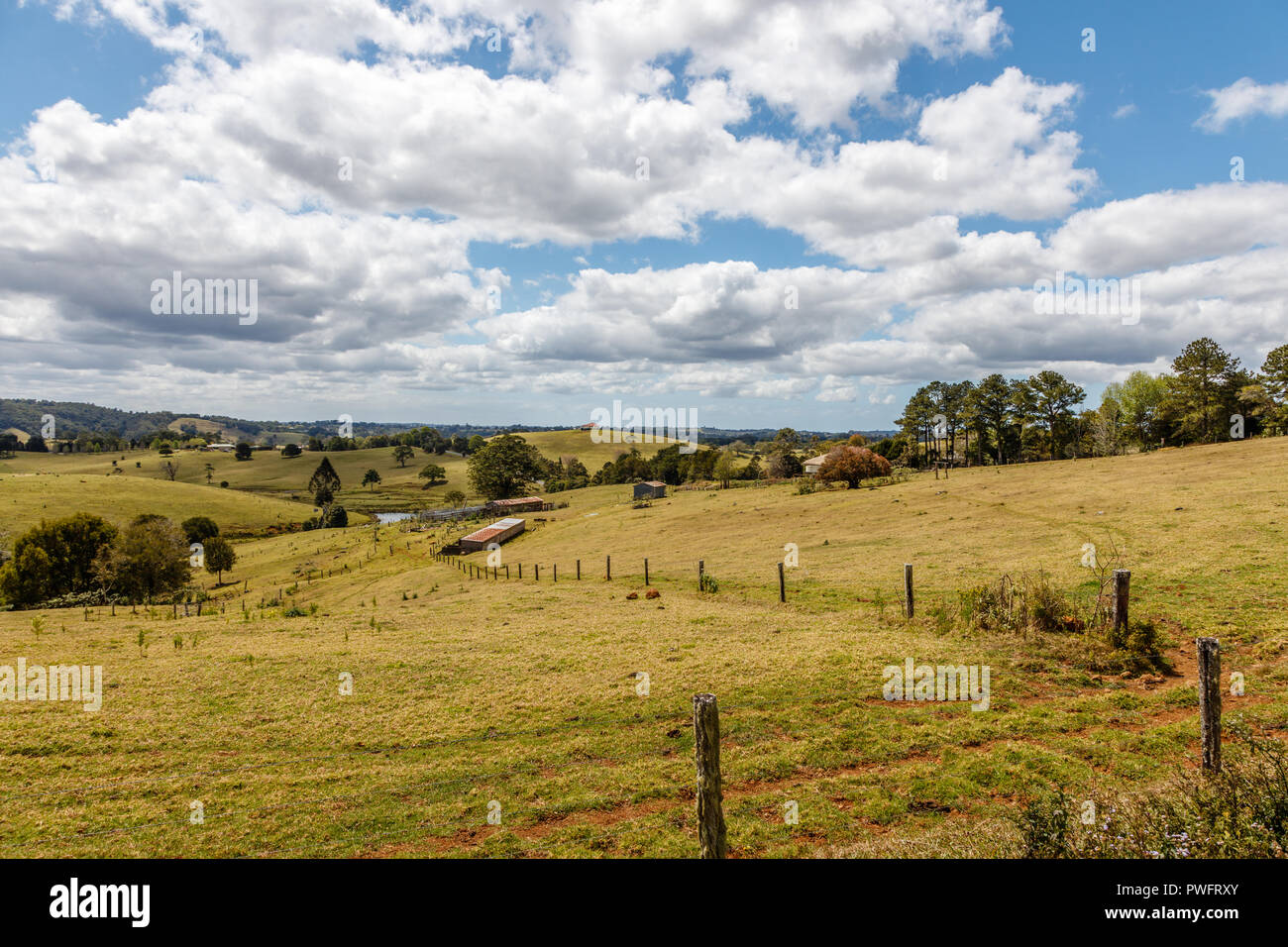 Australian countryside. Сattle in paddock, Sunshine coast, Queensland ...
