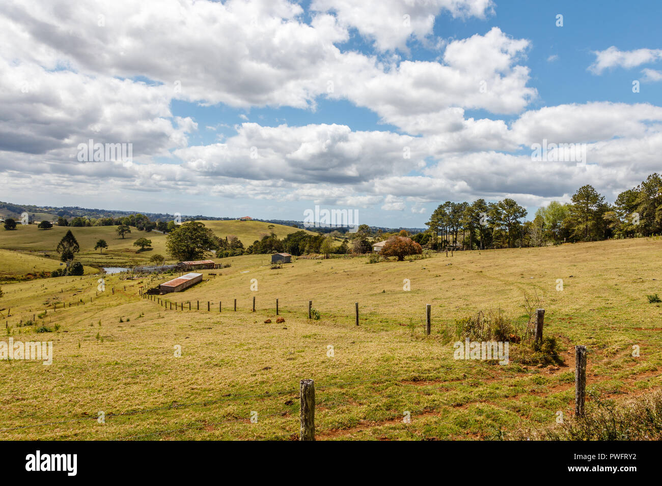 Australian countryside. Сattle in paddock, Sunshine coast, Queensland ...