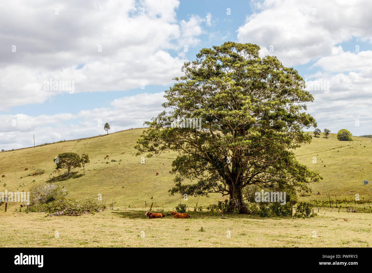 Australian countryside. Сattle in paddock, Sunshine coast, Queensland ...
