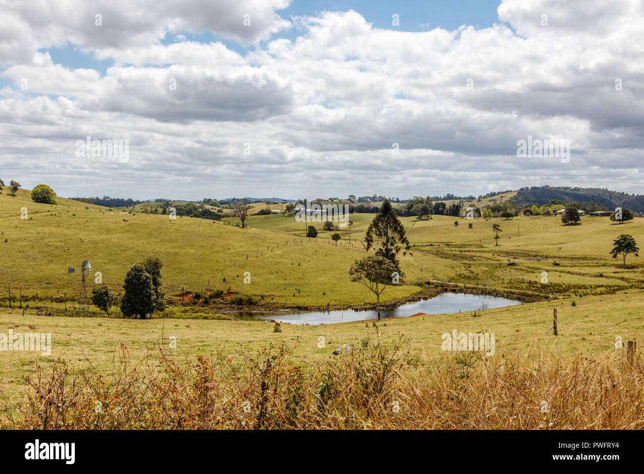 Australian countryside. Сattle in paddock, Sunshine coast, Queensland ...