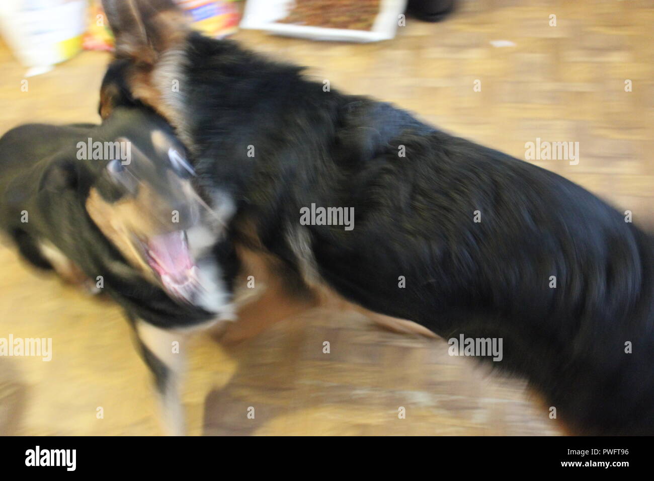 Two dogs playing with each other and having lots of fun Stock Photo - Alamy