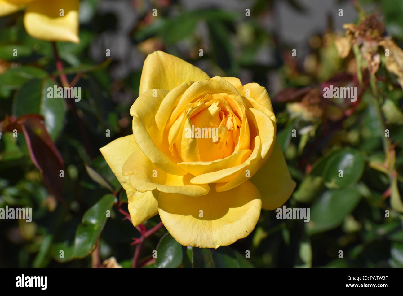 Bud beautiful yellow rose hi-res stock photography and images - Alamy