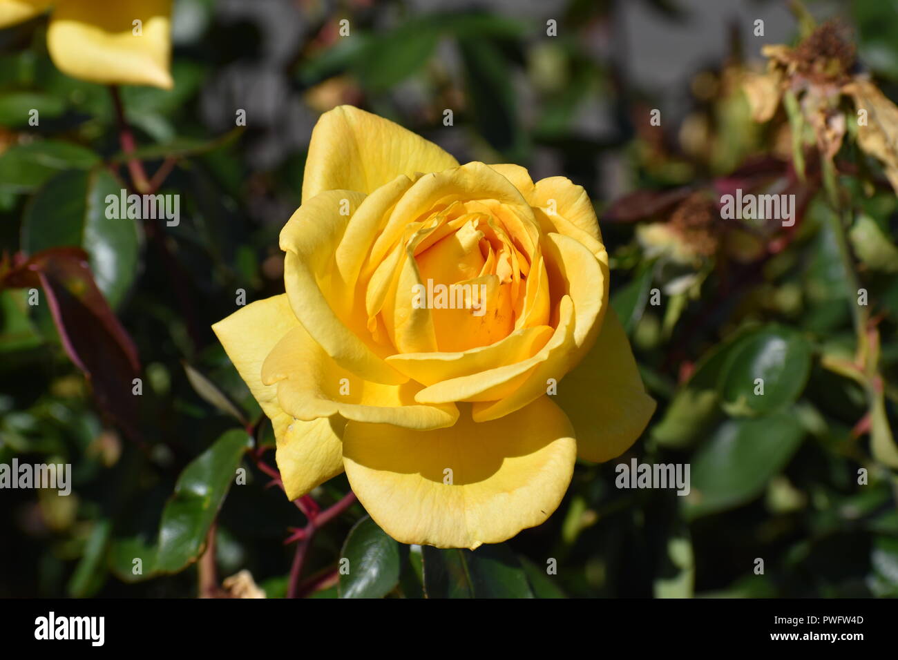 rose in the sunshine Stock Photo - Alamy