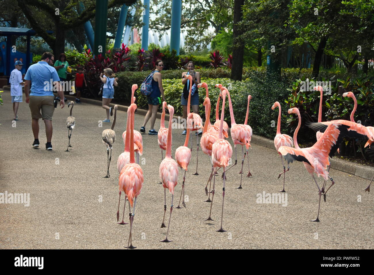 Orlando, Florida. September 09, 2018 . Girls taking pictures of ...