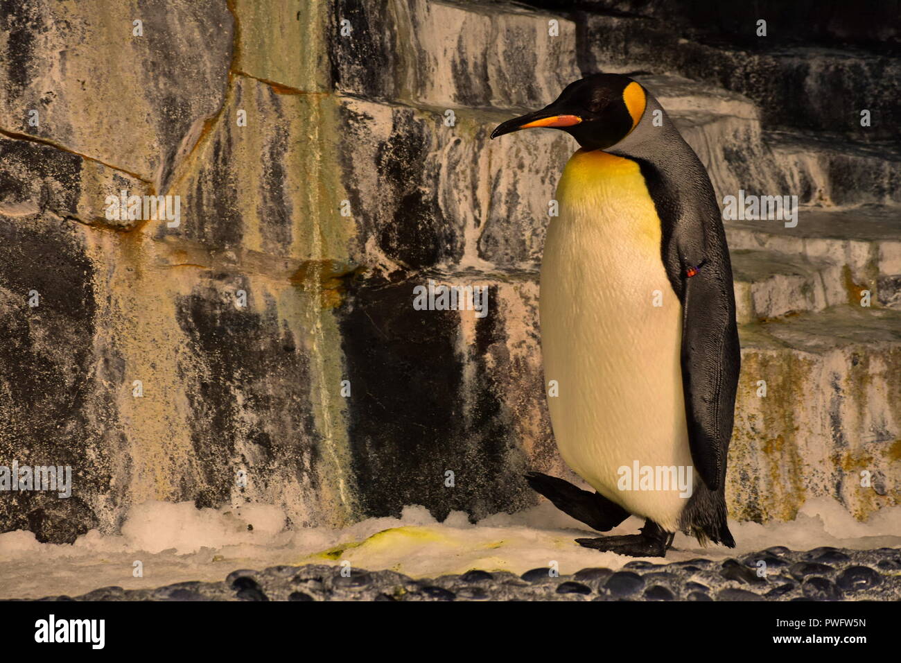 Orlando, Florida. September 21, 2018 Emperor Penguin in Antarctica ...
