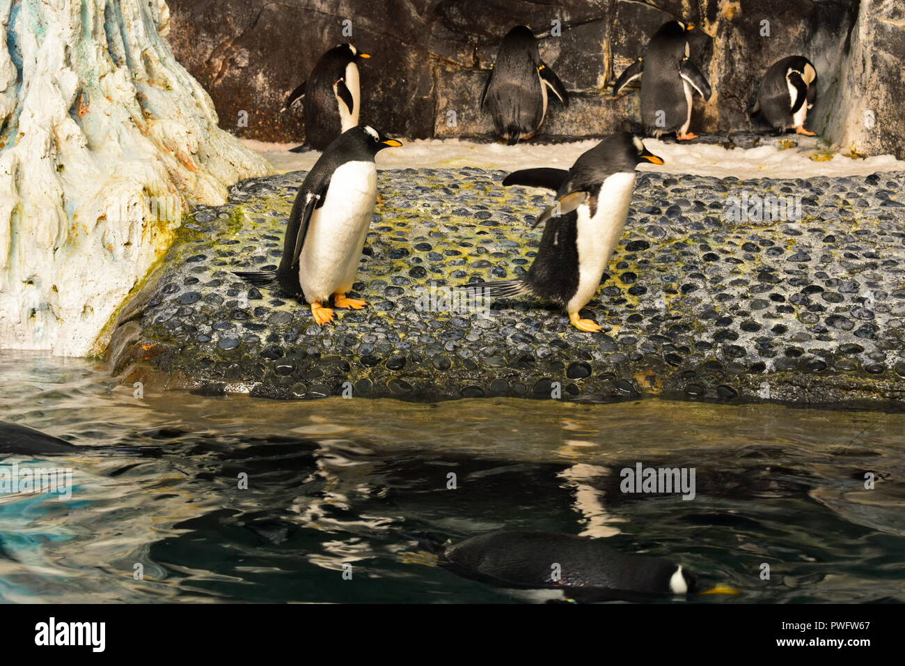 Orlando, Florida. September 21, 2018. Emperor Penguin and friend close ...