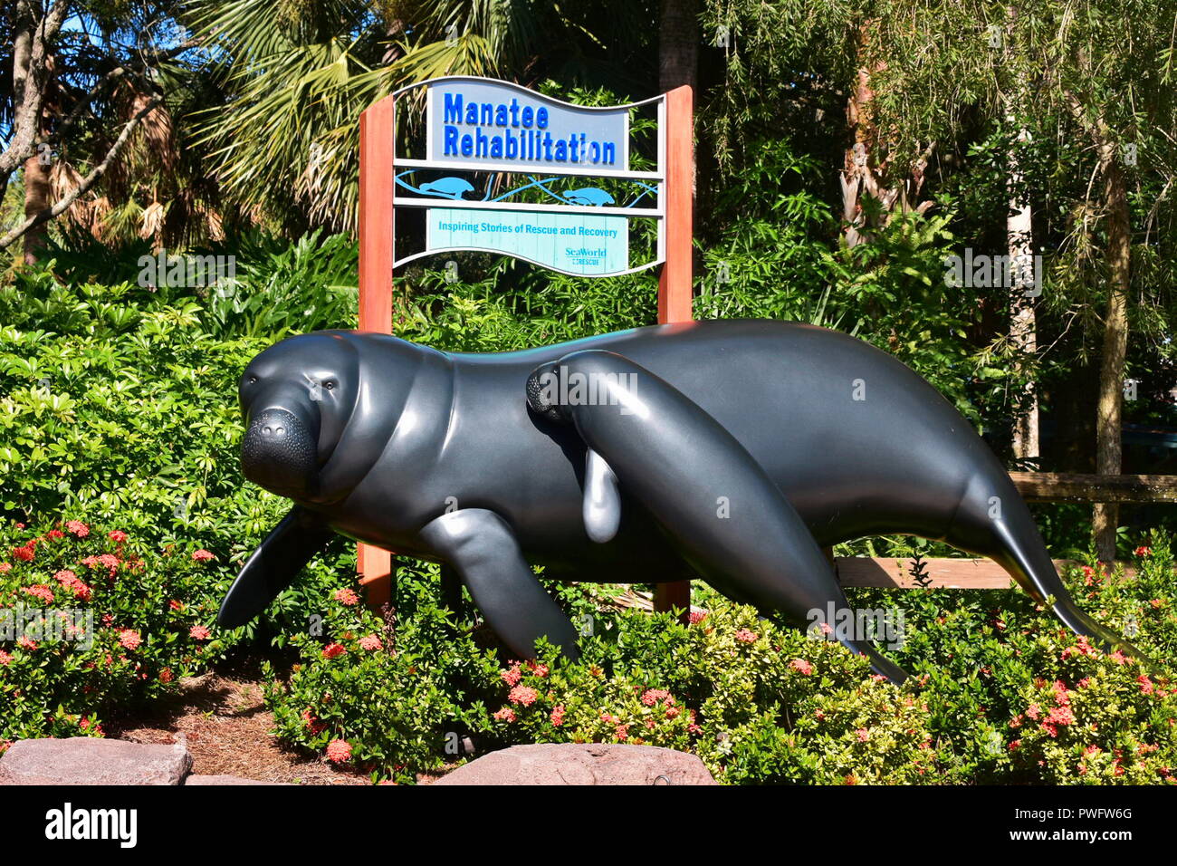 Orlando, Florida. September 21, 2018. Manatee Rehabilitation at ...