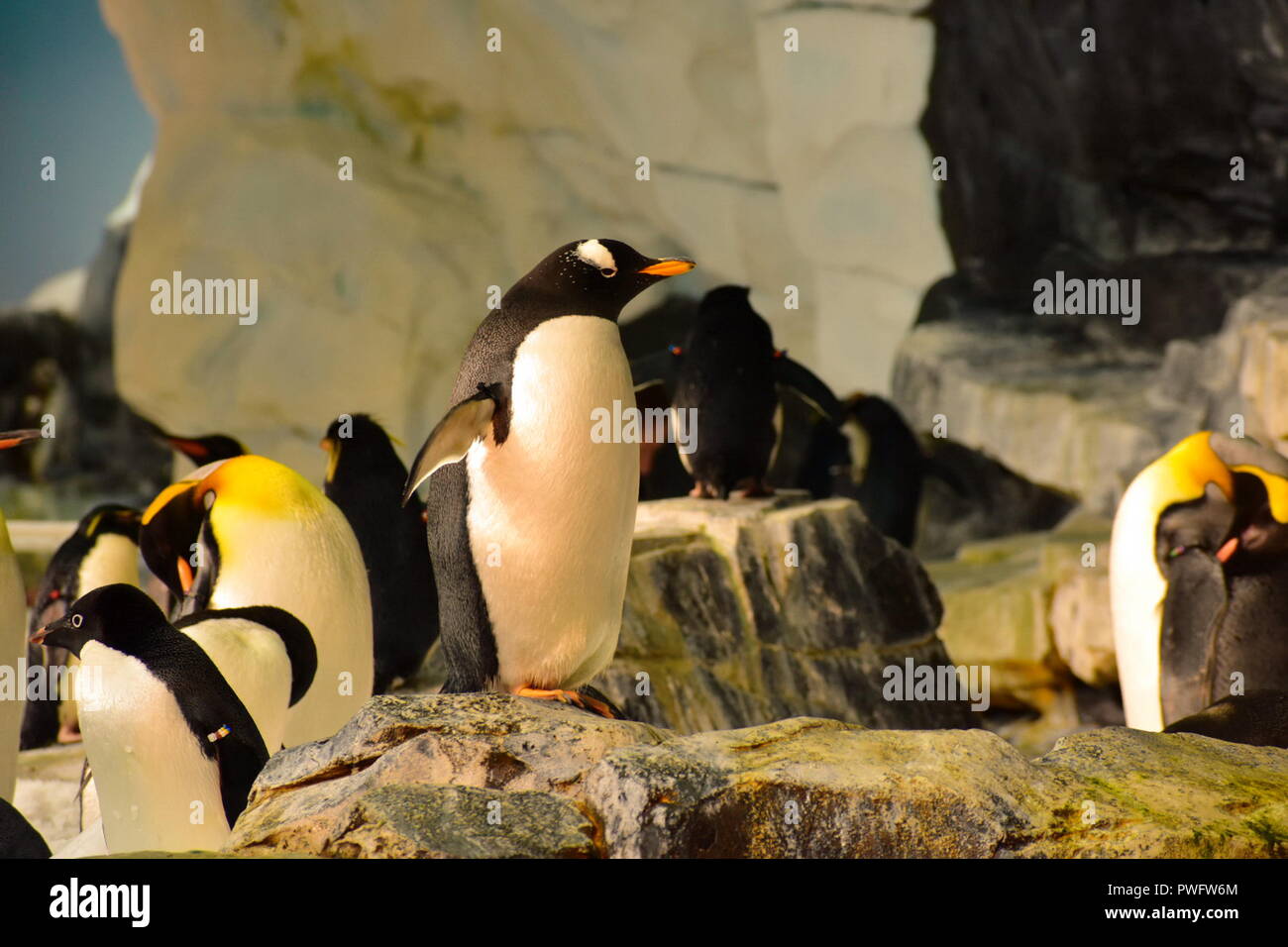 Orlando, Florida. September 21, 2018. Penguins with them friends at ...