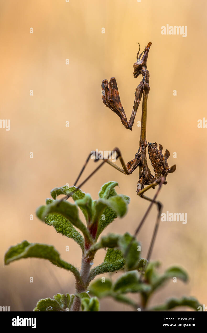 Conehead mantis (Empusa pennata) mediterranean shrubland predator ...