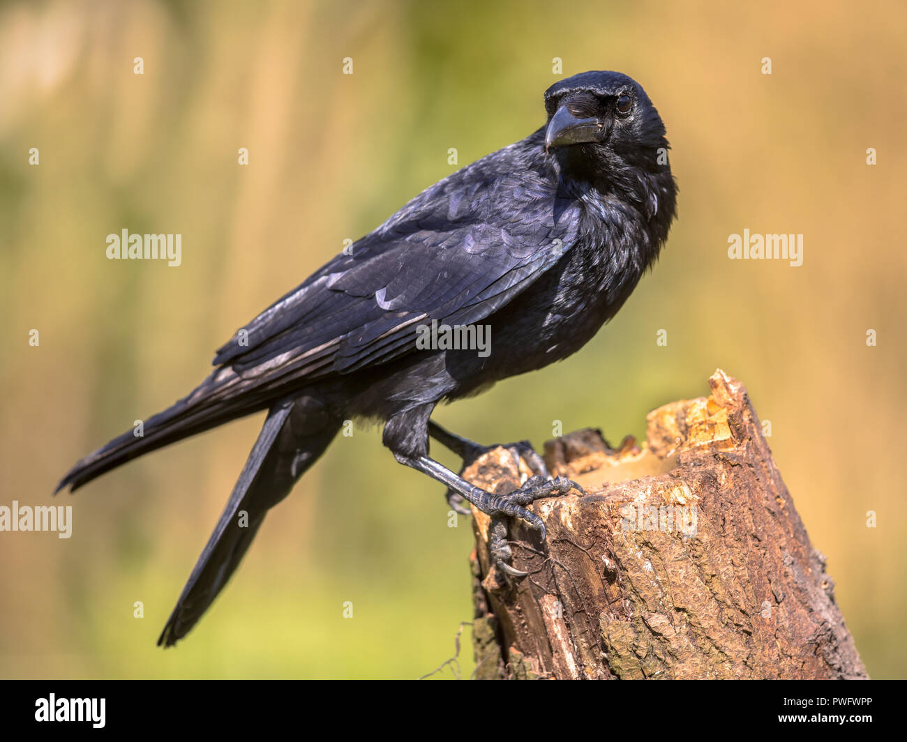 Raven on log hi-res stock photography and images - Alamy