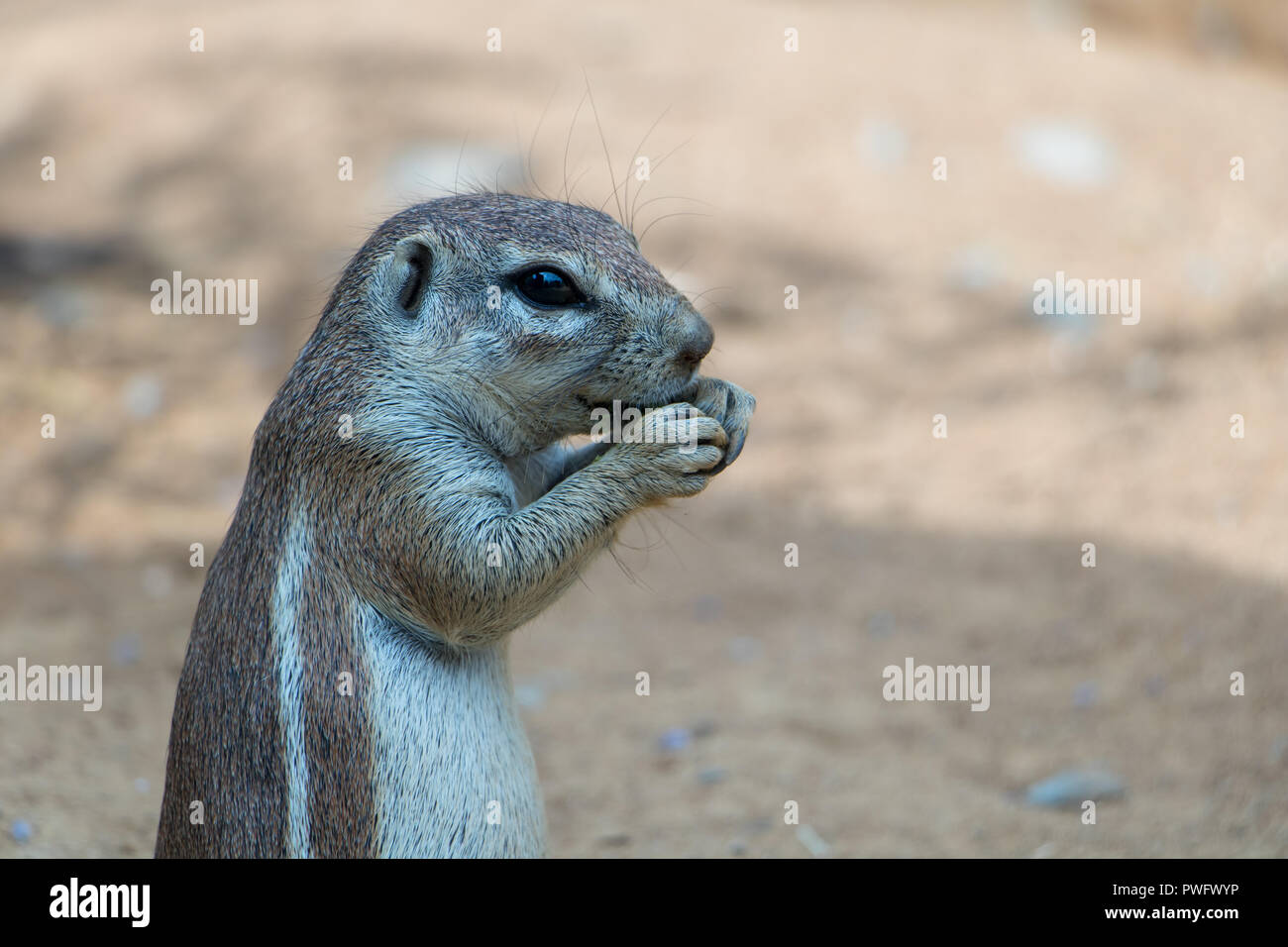 The Cape ground squirrels (Xerus inauris) eat on a sand Stock Photo - Alamy