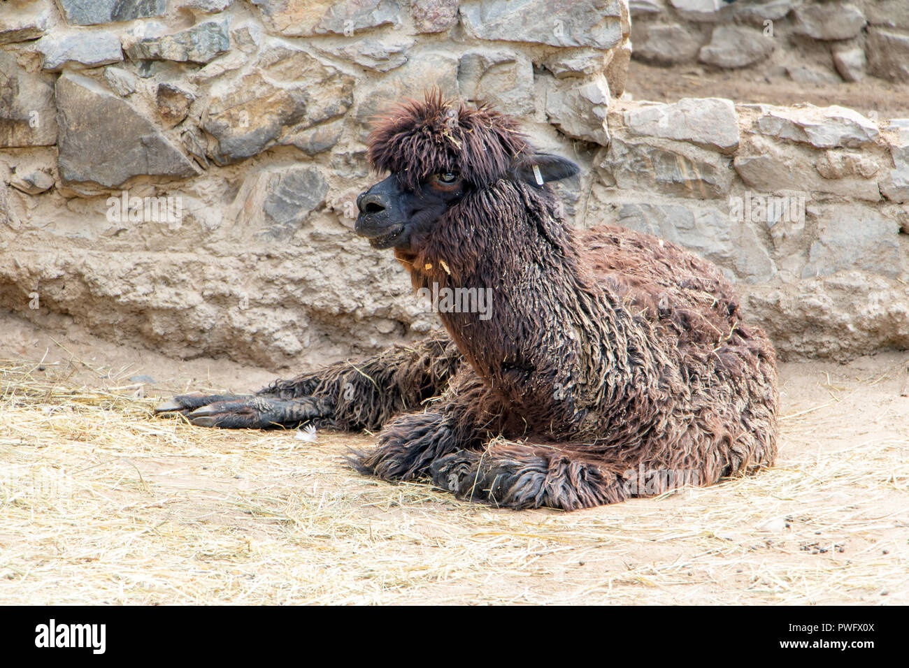 Alpaca lying on the farm yard Stock Photo - Alamy