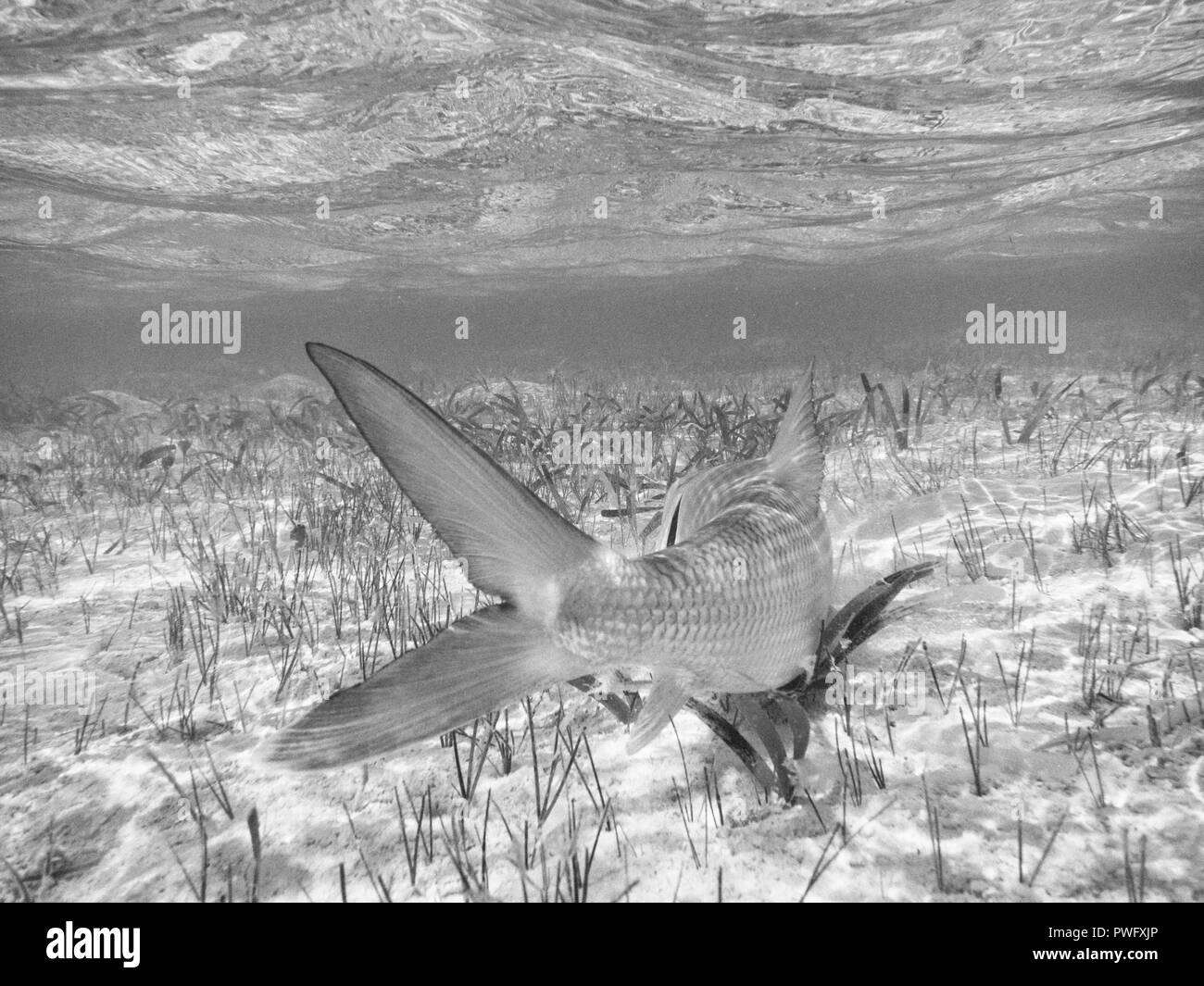 Bonefish Black and White Stock Photos & Images - Alamy