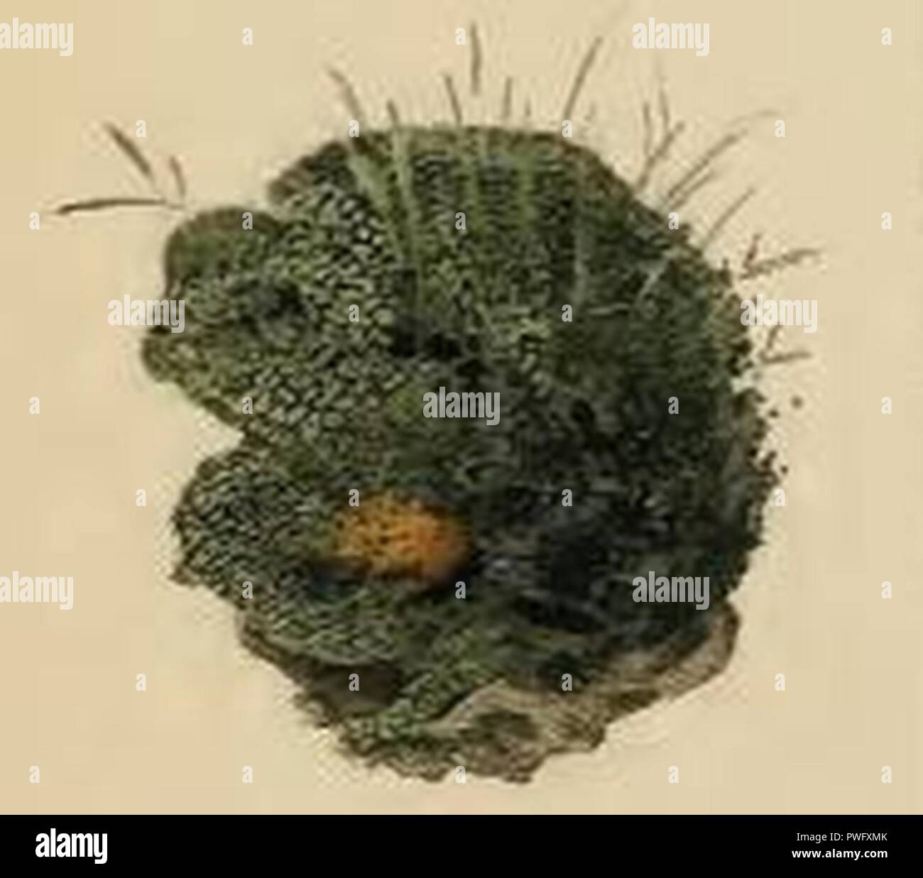 Bryotropha affinis a piece of moss showing frass thrown out by the ...