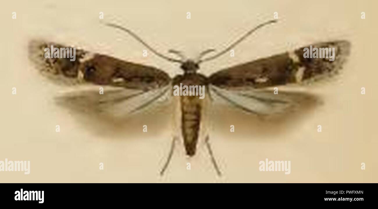 Bryotropha hi-res stock photography and images - Alamy