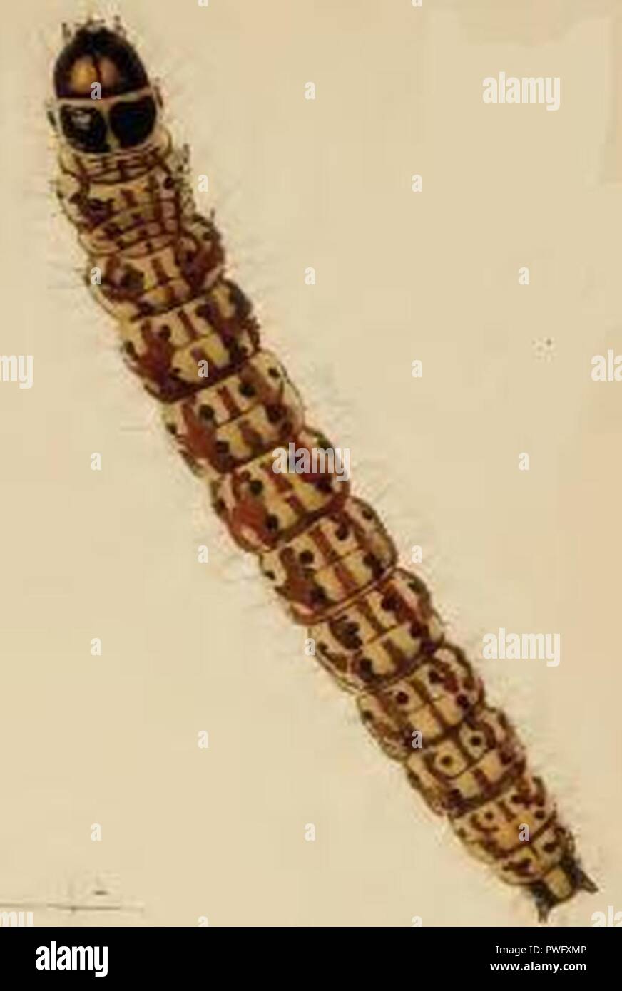 Bryotropha hi-res stock photography and images - Alamy