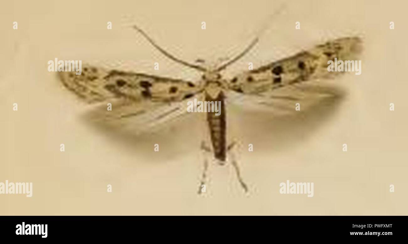 Bryotropha hi-res stock photography and images - Alamy