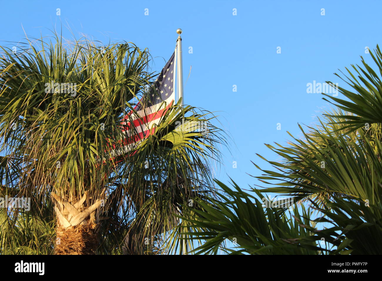 American flag on pole amongst palm trees Stock Photo - Alamy