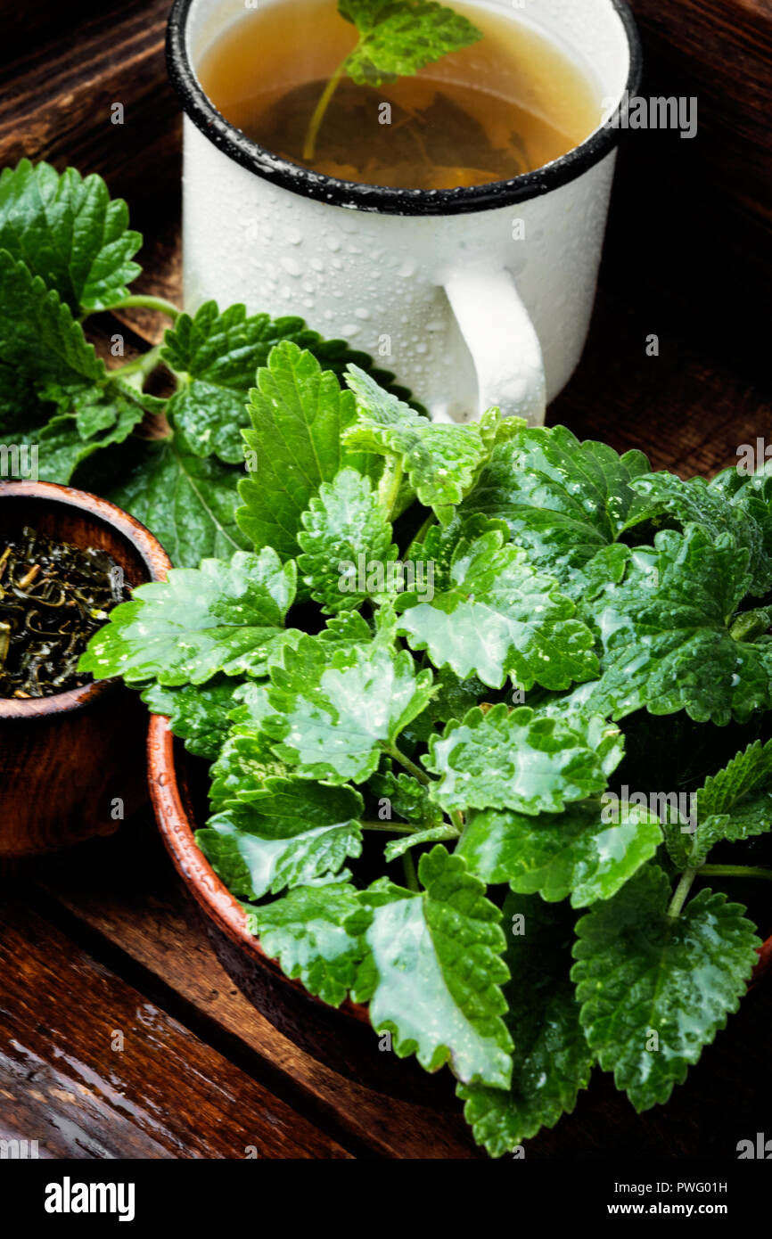 Fresh natural green melissa herbal tea in cup.Relaxation healthy ...