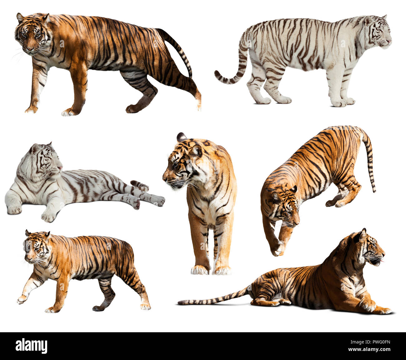 set of white and yellow tigers. Isolated over white Stock Photo - Alamy