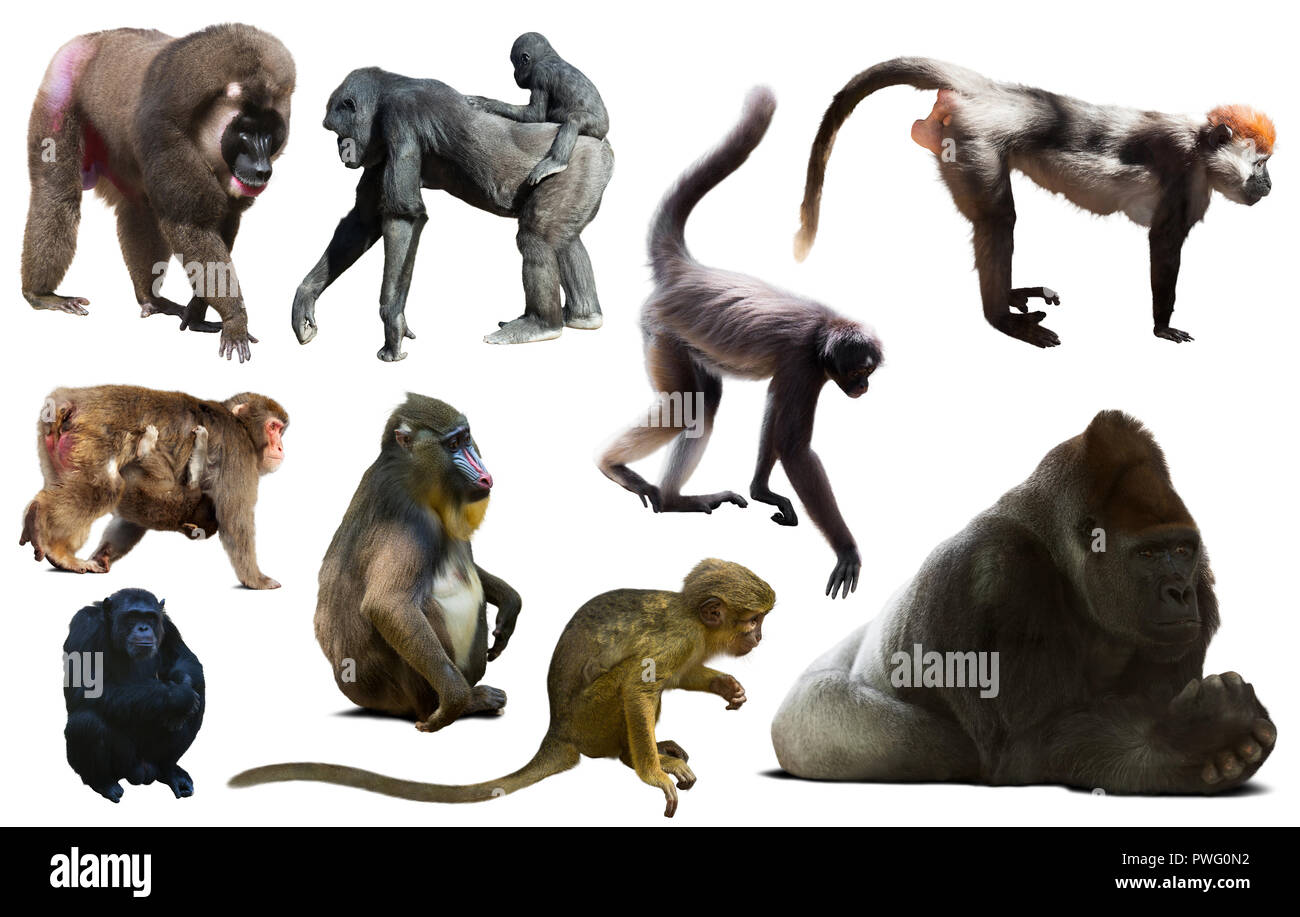 set of primates isolated on white background Stock Photo - Alamy
