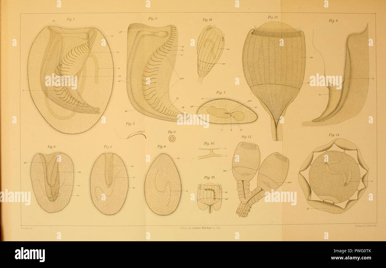 Bursaria hi-res stock photography and images - Alamy