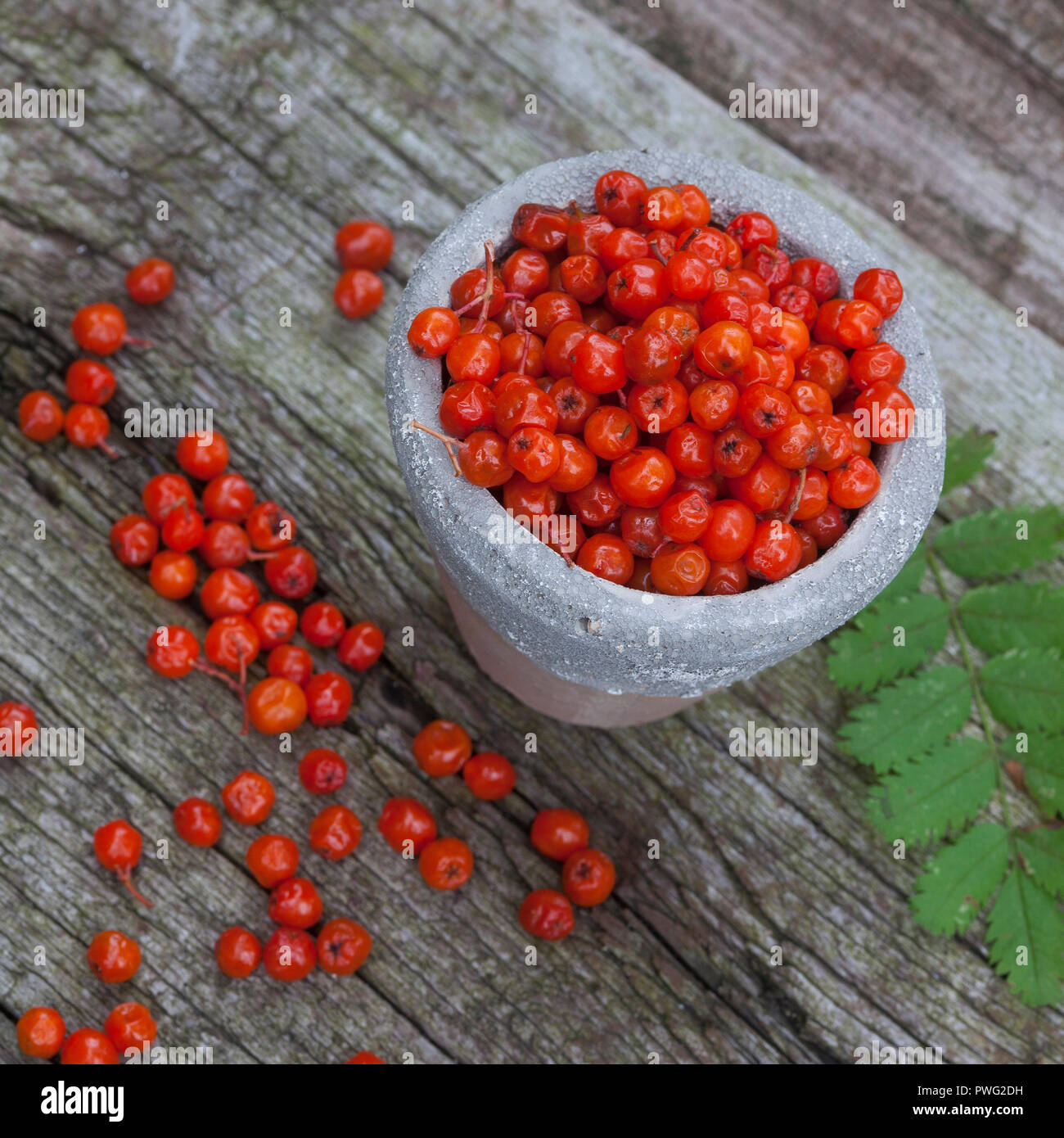 Vogelbeeren, Vogelbeere, Eberesche, Vogel-Beere, Vogelbeerbaum, Sorbus ...