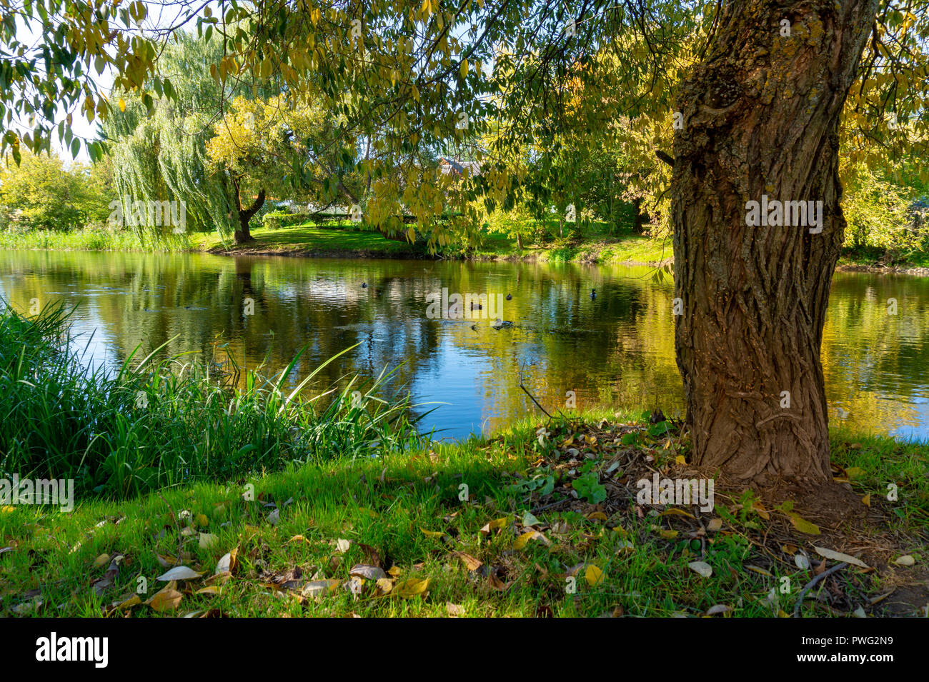 Reflections of weeping willows hi-res stock photography and images - Alamy