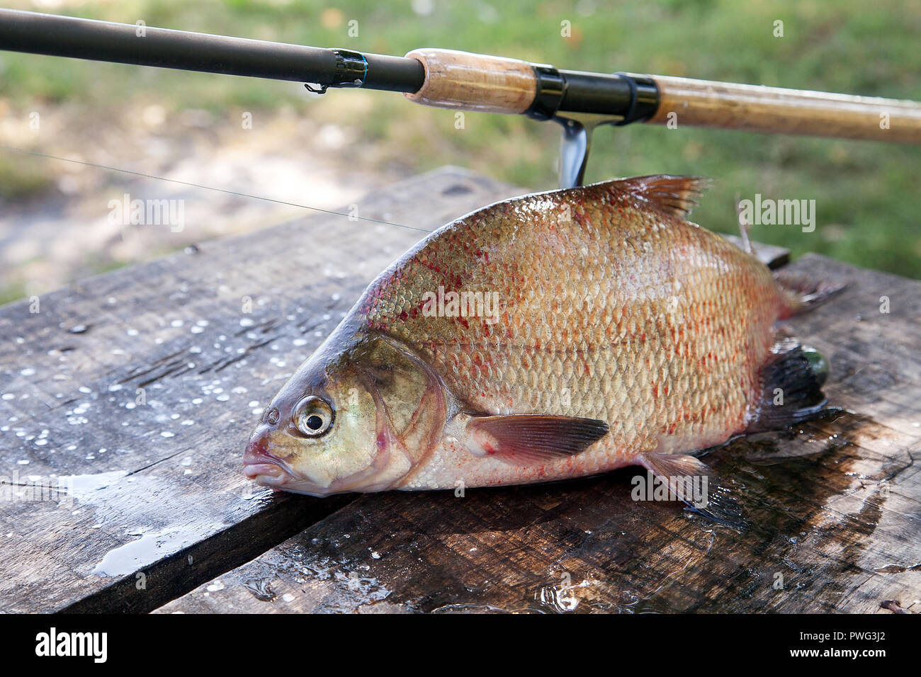 Fishing concept, trophy catch - just taken from the water big ...