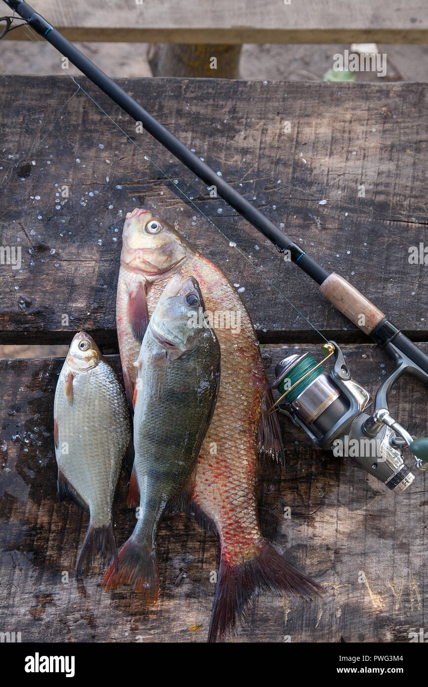 Good catch concept. Big freshwater common bream known as bronze bream ...