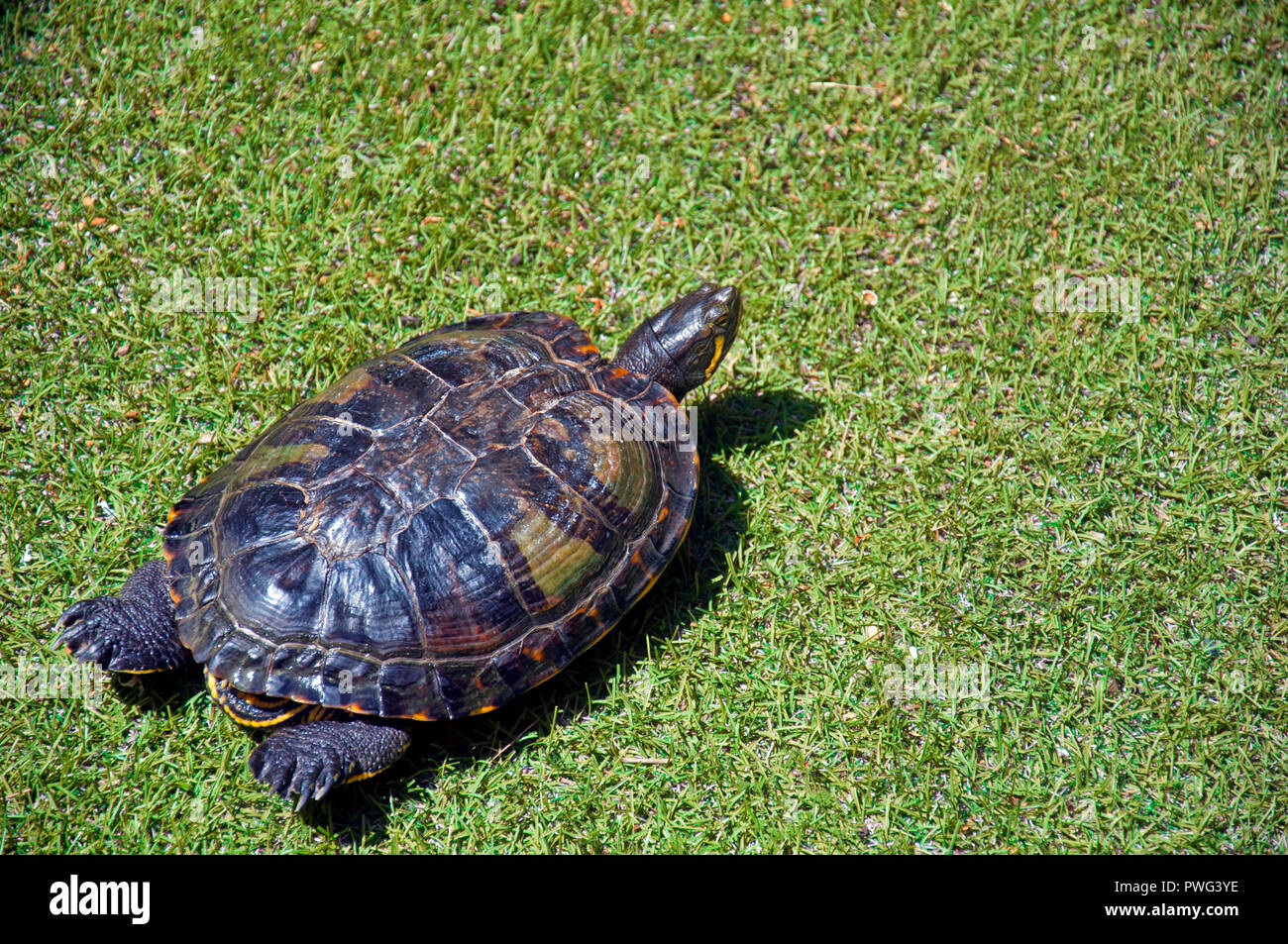 Dark turtle in the green grass, left side, summer Stock Photo - Alamy