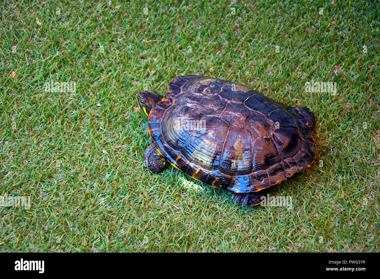 African forest turtle hi-res stock photography and images - Alamy