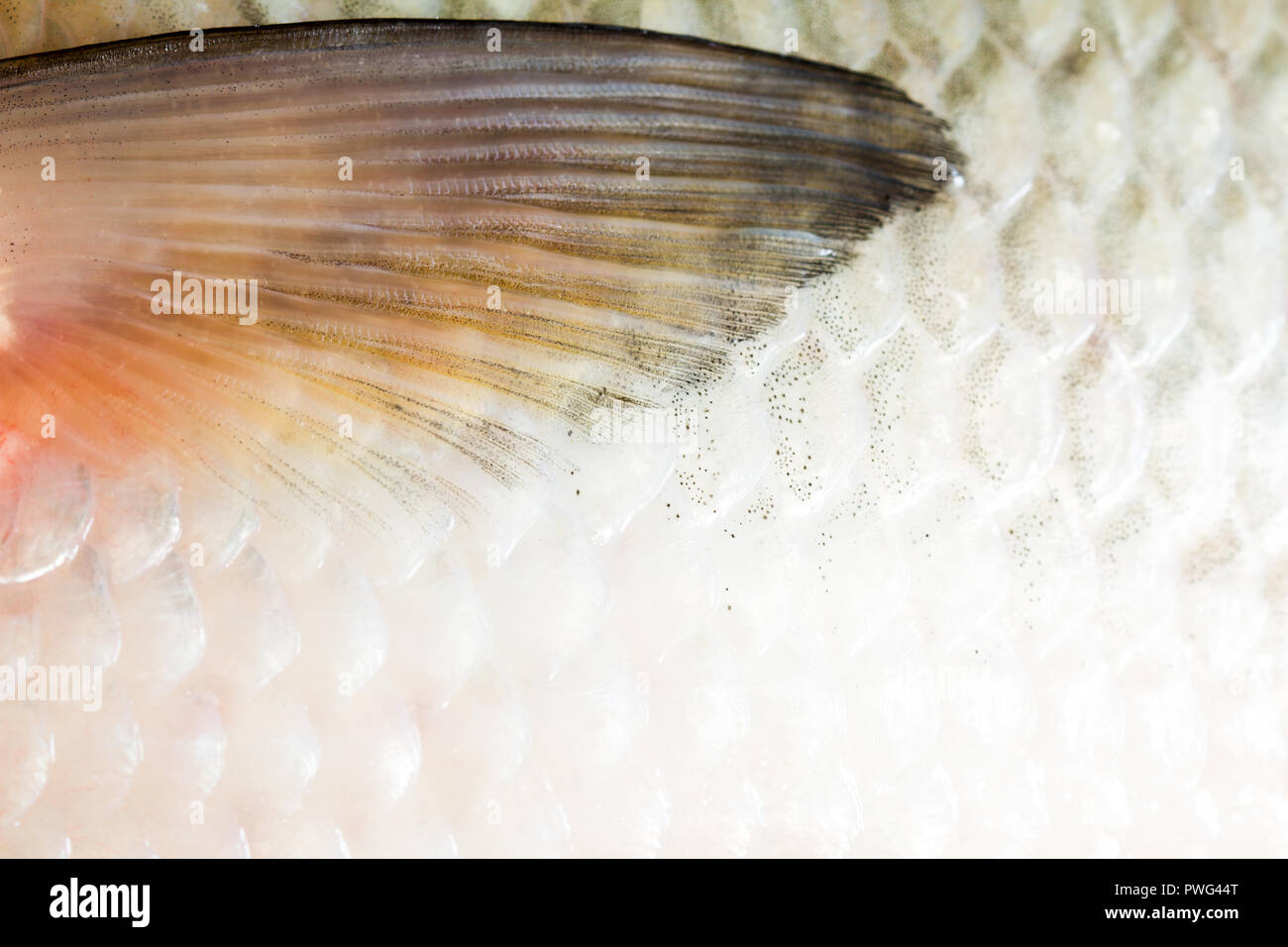 Bream fish river close up scales seafood background concept Stock Photo ...