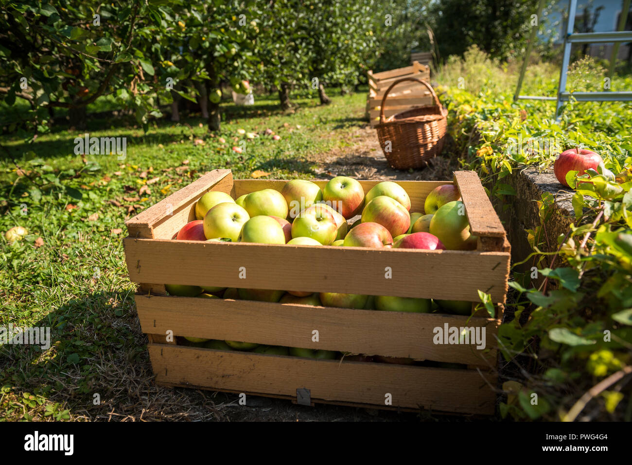 Fresh organic apples are in wooden crate on harvest day. Crates and ...